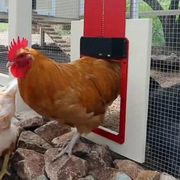 Automatic Chicken Coop Doors 2026: AdorStore vs Run-Chicken - Easy Coops™